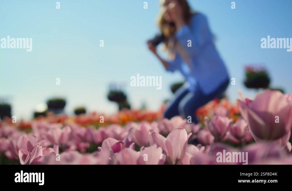 Closeup pink tulip bud and pretty girl taking photo in blooming flower ...