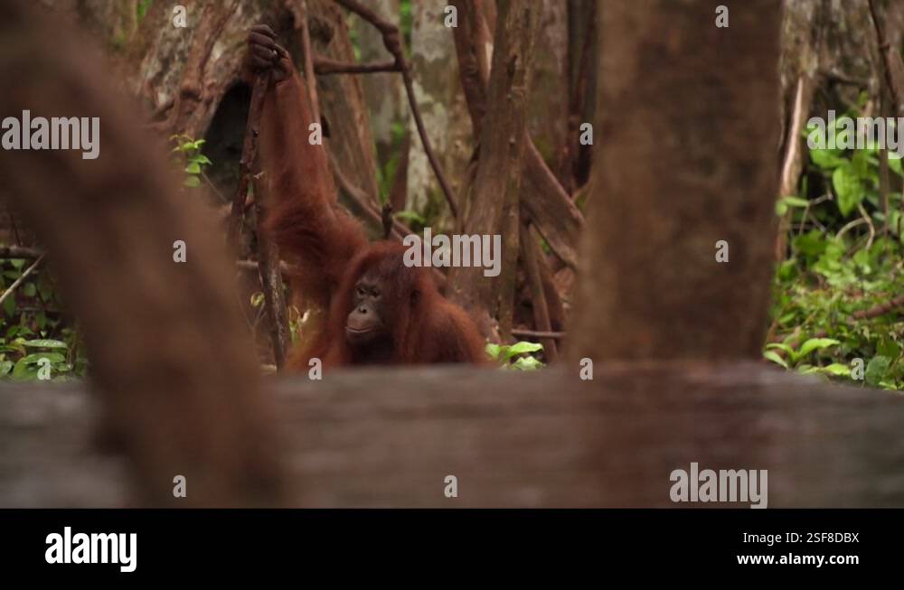 An Orangutan using a stick as a tool in a rainforest in Borneo ...