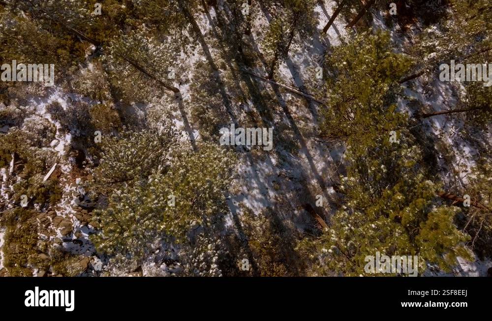 Boom down towards Douglas Fir trees in snow in a forest in Lake Tahoe ...