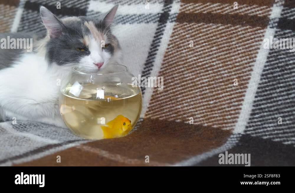 Cat love fish Stock Video Footage - Alamy