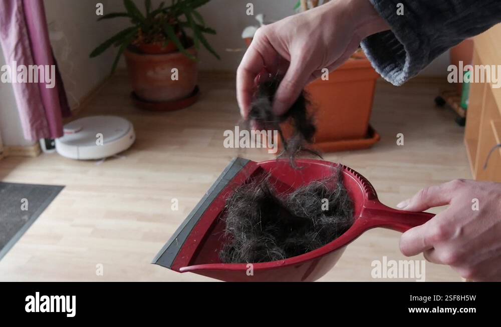 Lots of male dark cut cropped hair from the head in a red scoop. Man ...