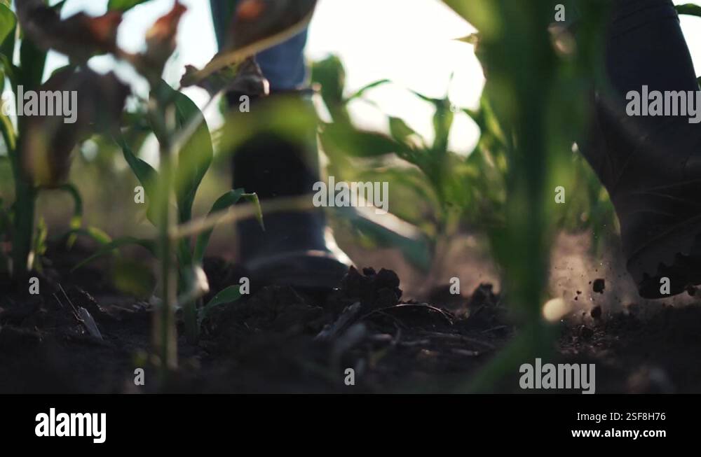 Agriculture. Farmer in rubber boots walk through corn field. Farmer ...
