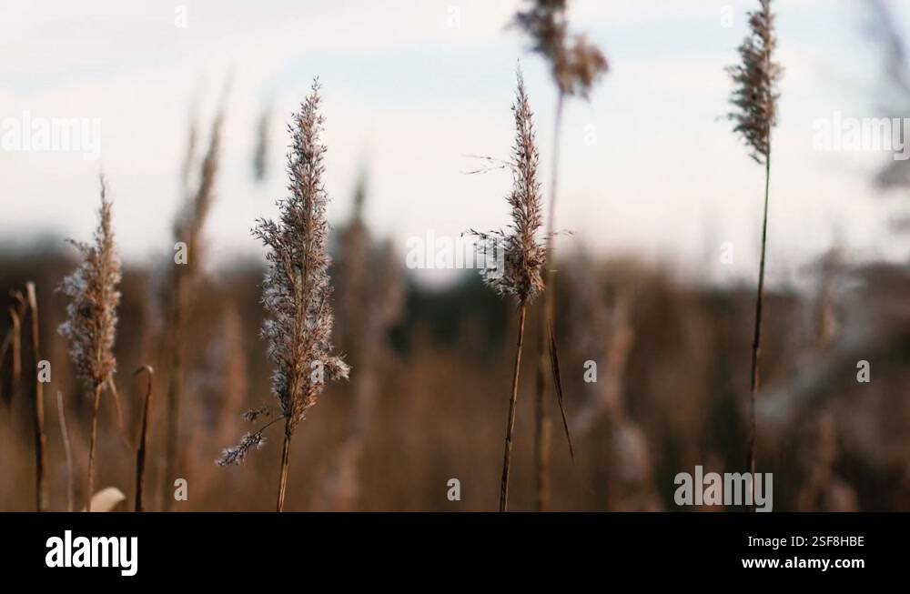 Abstract natural background of soft plants Cortaderia selloana, pampas ...