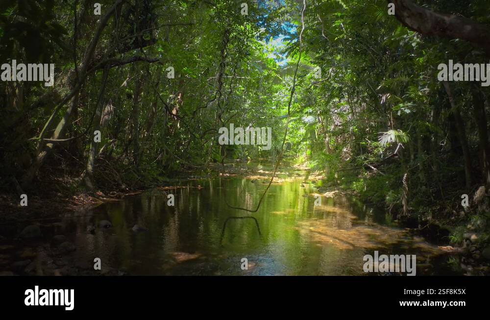 Green jungle forest of Queensland Australia. Explore Daintree national ...