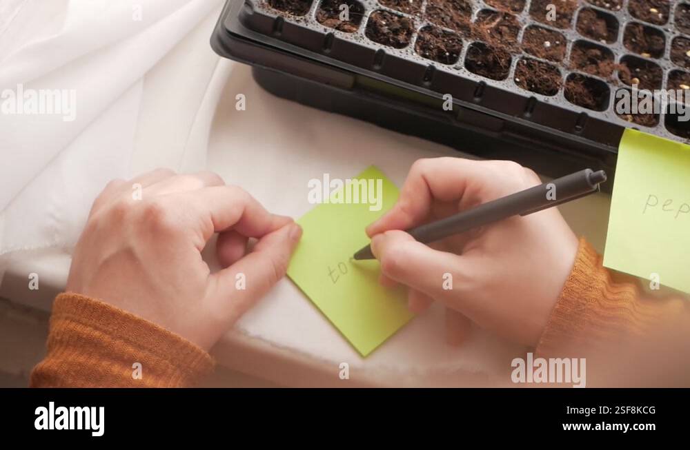 Stickers with names of vegetable plants in cells, pots. Seeds germinate ...