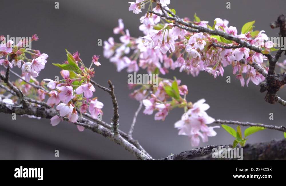 Beautiful Sakura Cherry Blossom is blooming with sprout in Alishan ...