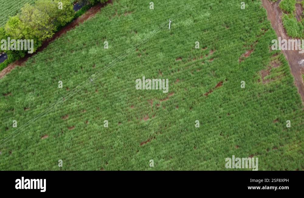 Sugar cane in Mauritius island, drone video of sugar cane field Stock ...