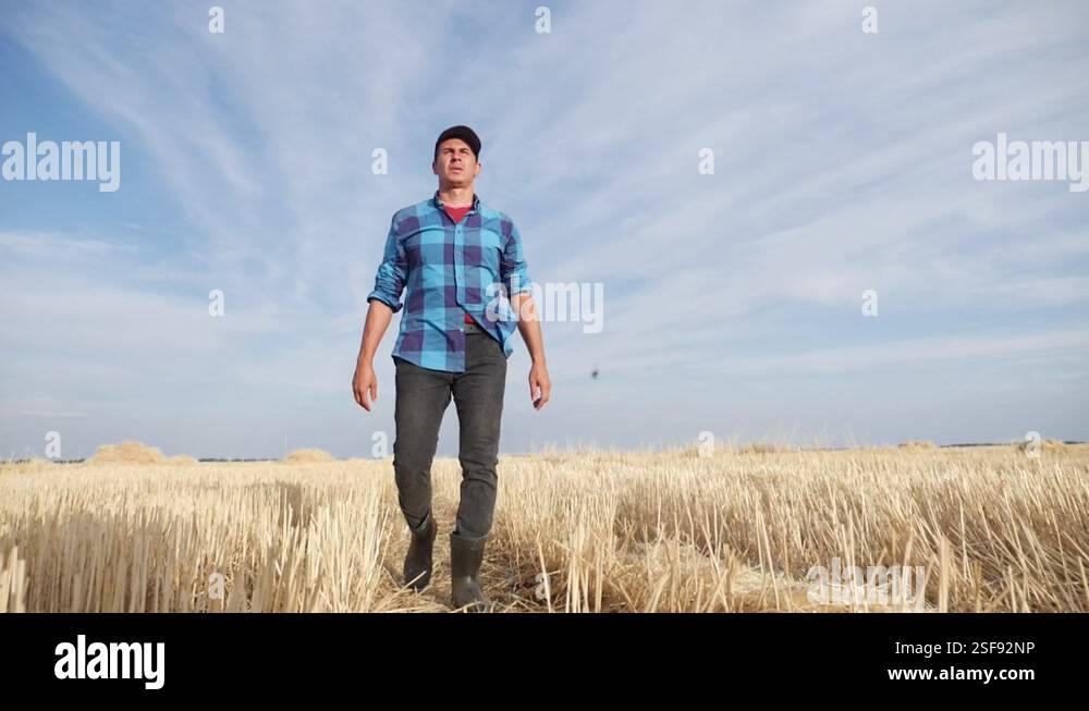 agriculture. man farmer in walk view over the mown wheat field. farmer ...