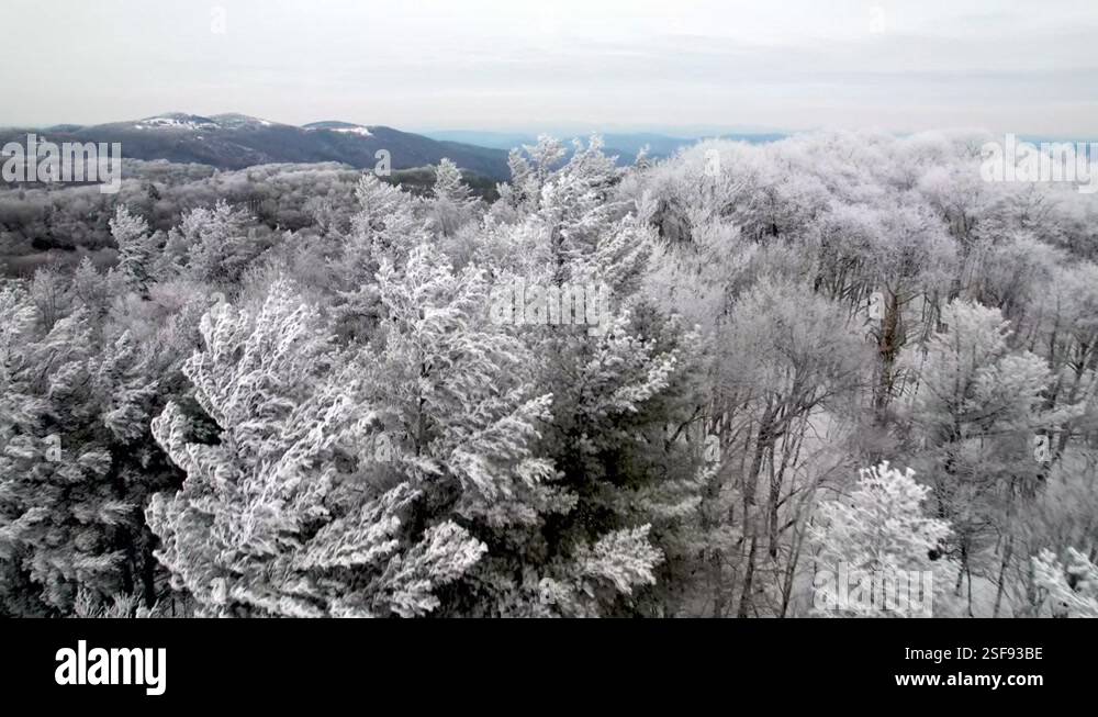 hard rime, freezing fog, rime ice and hoarfrost on trees in winter near ...