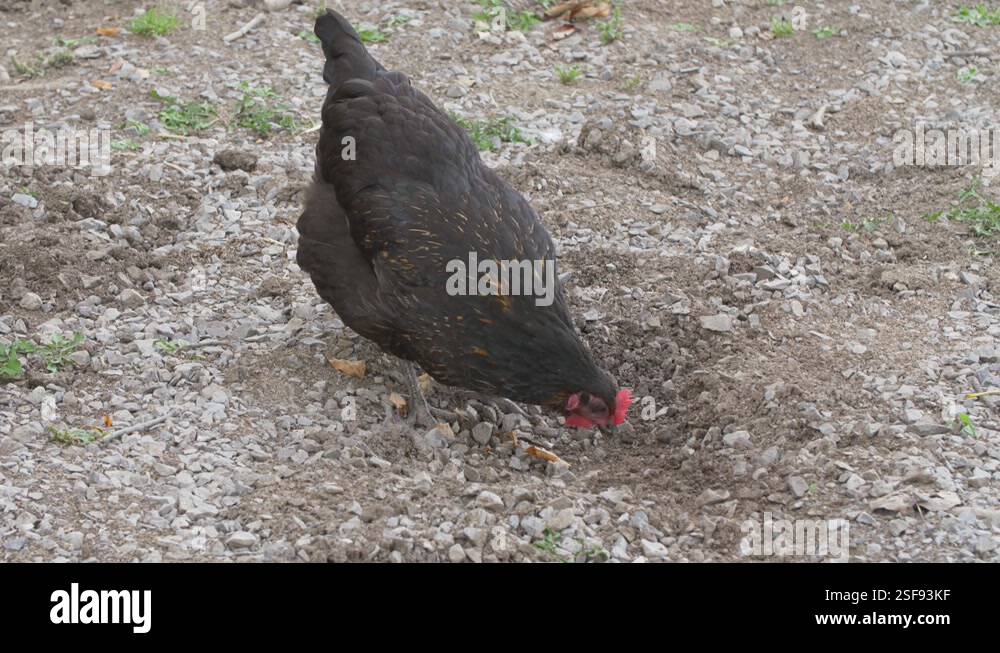 A chicken pecks and scratches the gravel ground in search of food in ...
