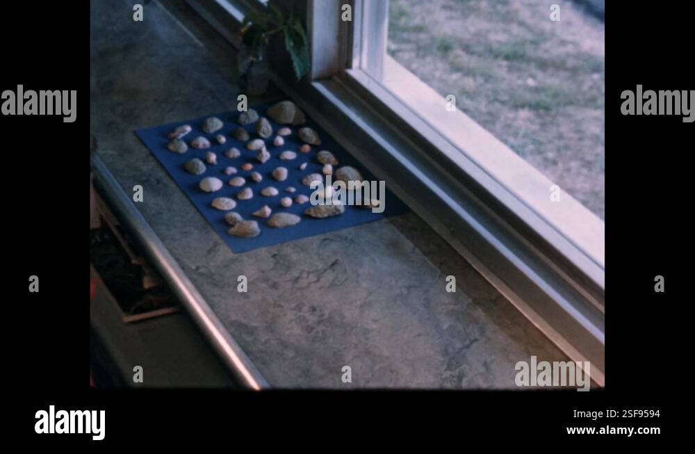 1950s: Sea shells laid out on cloth on counter in classroom. Student ...