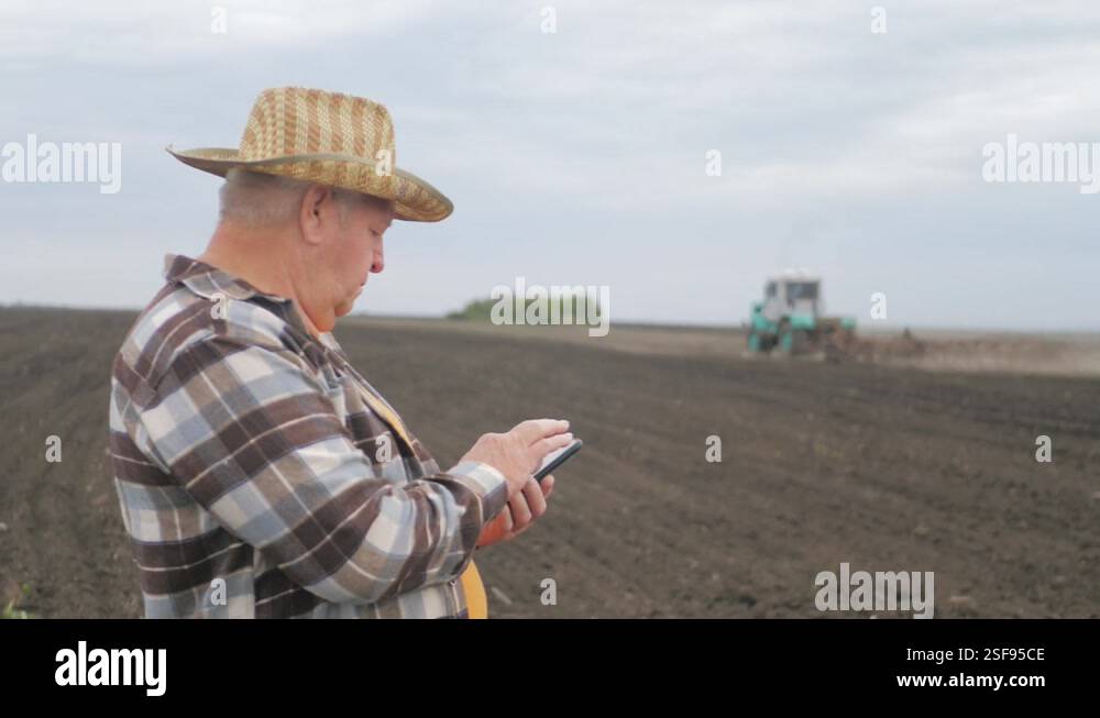 Grain harvest. Agronomist with a phone studying the harvest of sowing ...