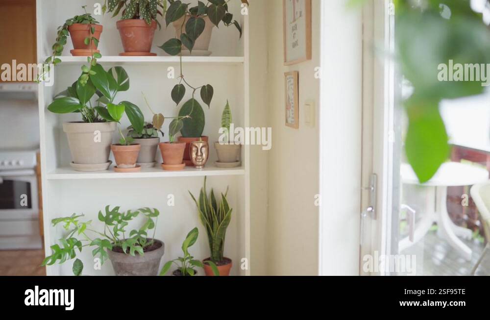 Home Interior With Beautiful Green Indoor Plants Near Window Glass ...