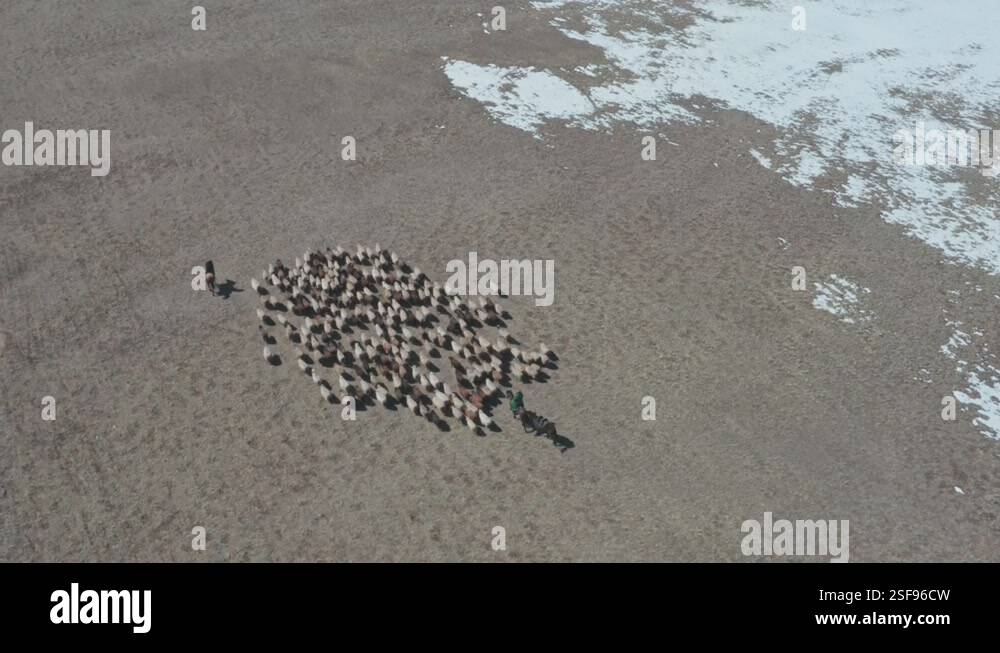Bird's eye view of sheep flock moving in empty field. Nomadic shepherd ...