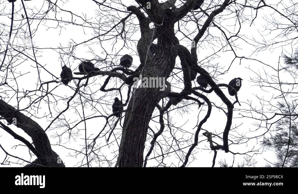 High in tree Stock Videos & Footage - HD and 4K Video Clips - Alamy