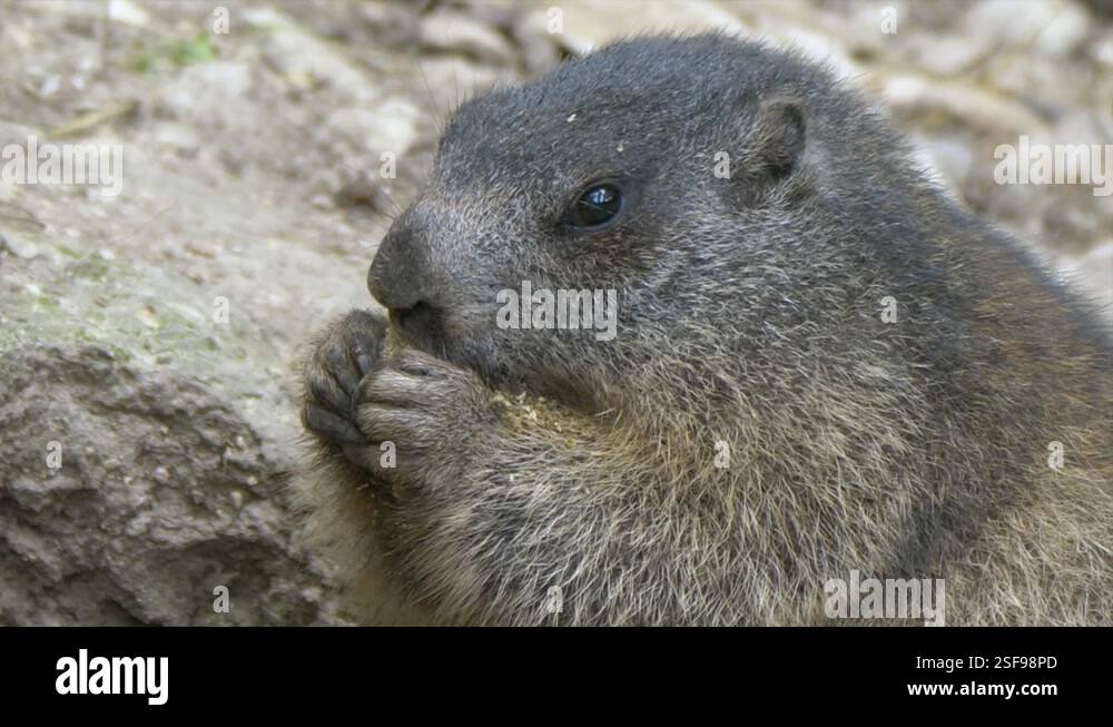 Macro close up of wild cute Groundhog eating food outdoors in mountains ...