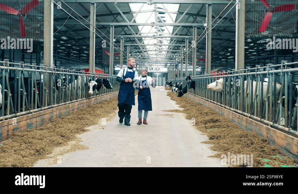 Two livestock farmers are talking while walking through the farm Stock ...