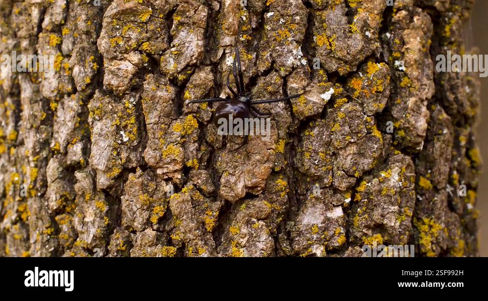 Handheld close up video of a black widow spider climbing a tree Stock ...