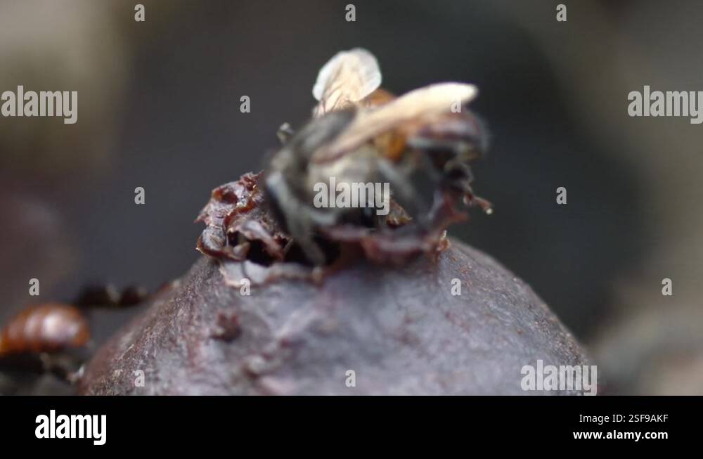 Honeybees extracting nectar from a nectar storage pote in a traditional ...