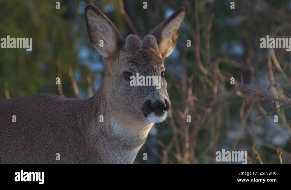 roe deer animal alert portrait watching turn head Capreolus capreolus ...