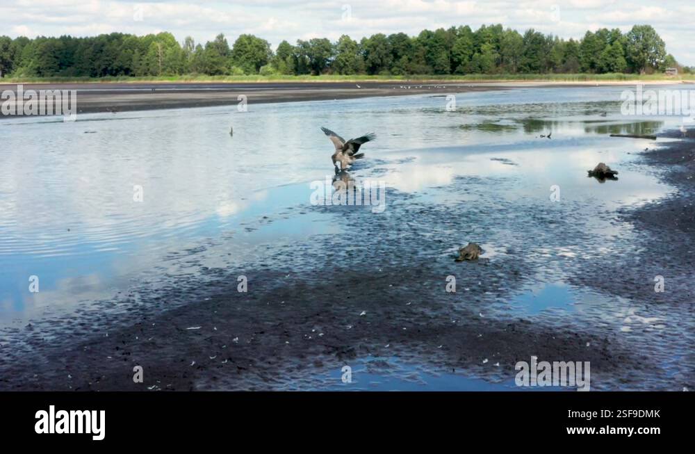 Pallas's fish eagle, Haliaeetus leucoryphus, catches and eat a fish ...