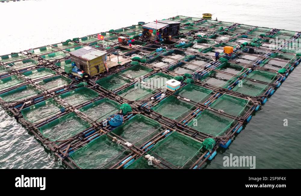 Commercial fish farm in ocean, marine pens to farm fish; Asian aquaculture Stock Video Footage ...