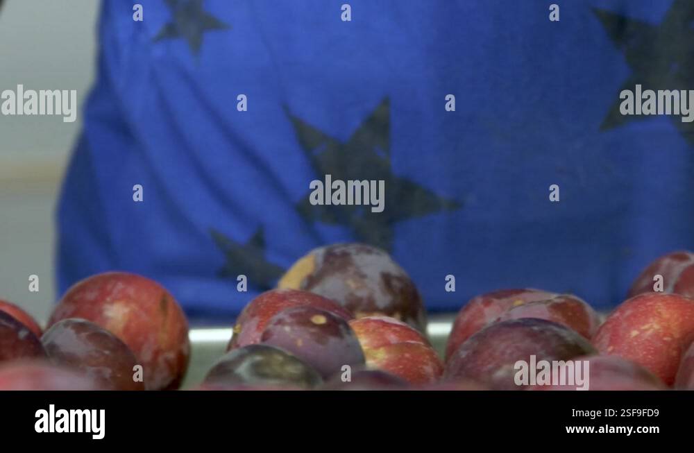Culling of non-standard plum harvest harvested in Israel. Close-up ...