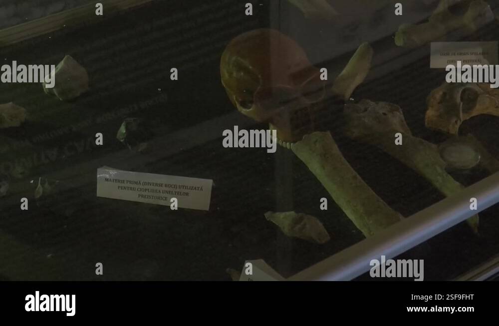 Human Skull And Bones Inside A Glass Box. close up Stock Video Footage ...