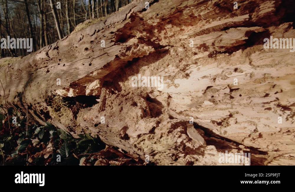 Dead tree on the ground of a deciduous forest with holes from insects ...