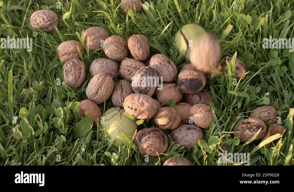 Nuts are source of healthy fats and protein. Walnuts fall to ground ...