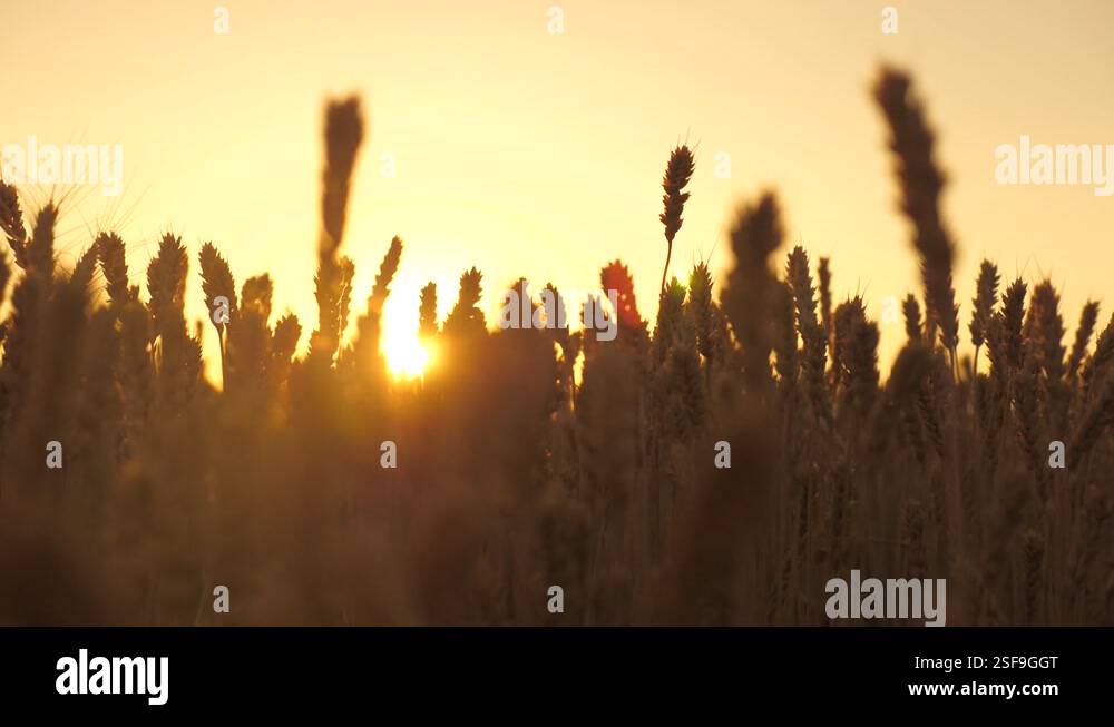 Growing wheat. Spikelets of wheat with grain shake wind against the ...