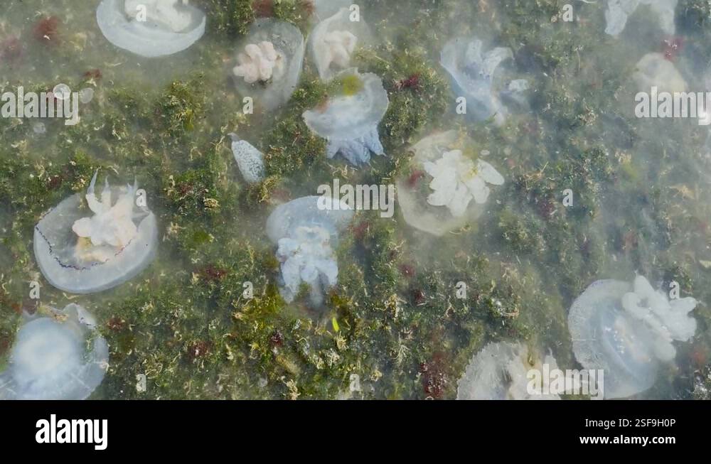 Dead jellyfish of different colors among large number of green algae on ...