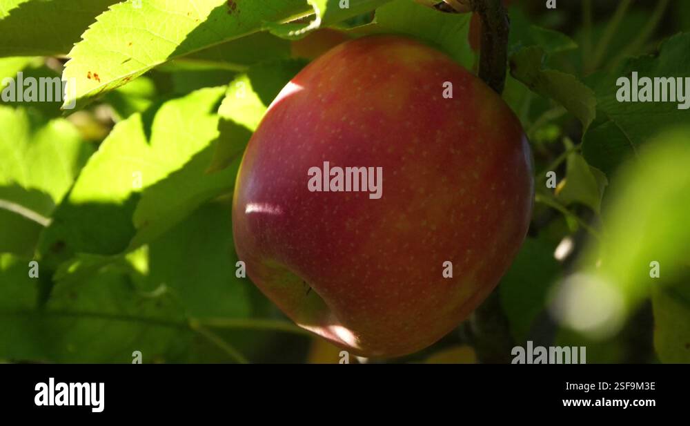 Cripps Pink. Orchard apple trees, The Occitan, France Stock Video ...