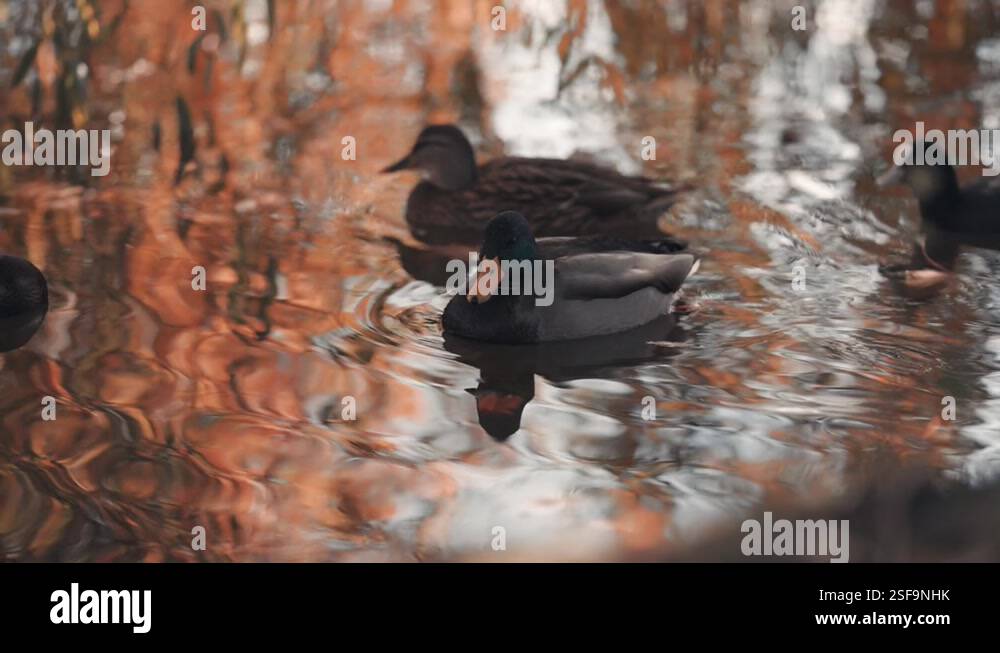 Mallard ducks and a coot paddling along the bank of the pond. Bright ...