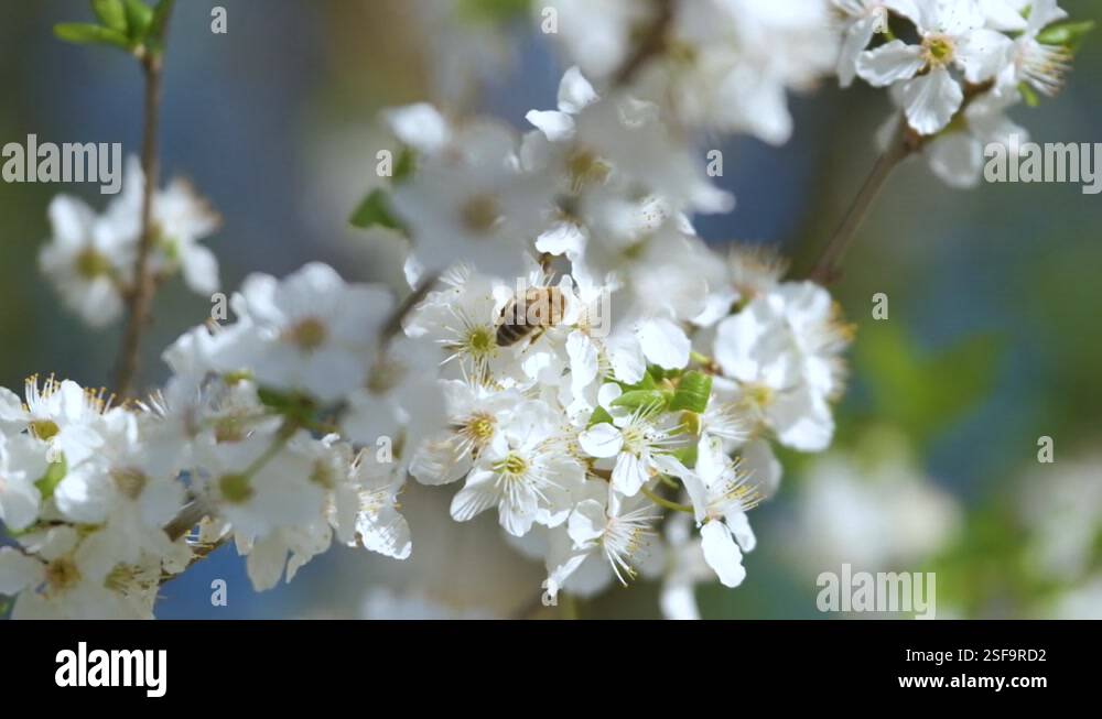 Twigs of cherry tree with white blossoming flowers in early spring ...