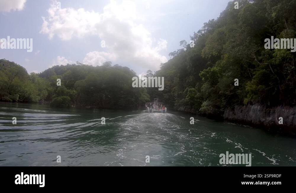 Mangrove forest in the Los Haitises National Park in the Dominican ...