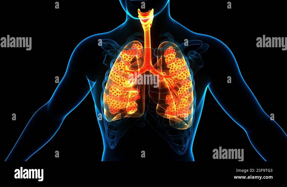 Human Respiratory System Lungs Breathing Anatomy Animation Concept ...