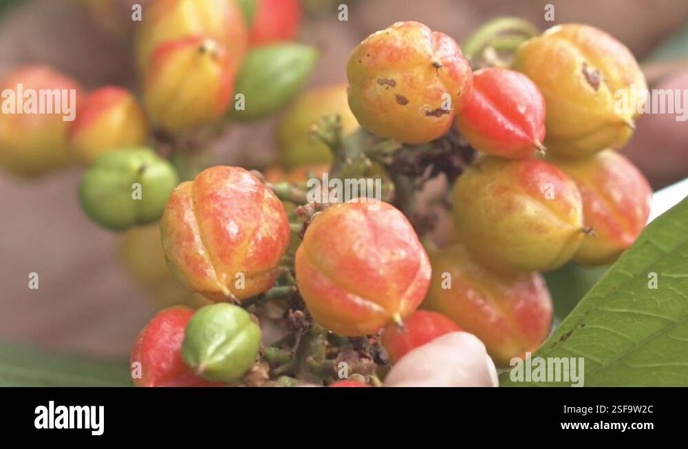 Guarana berries are a super food and powerful stimulant grown on ...