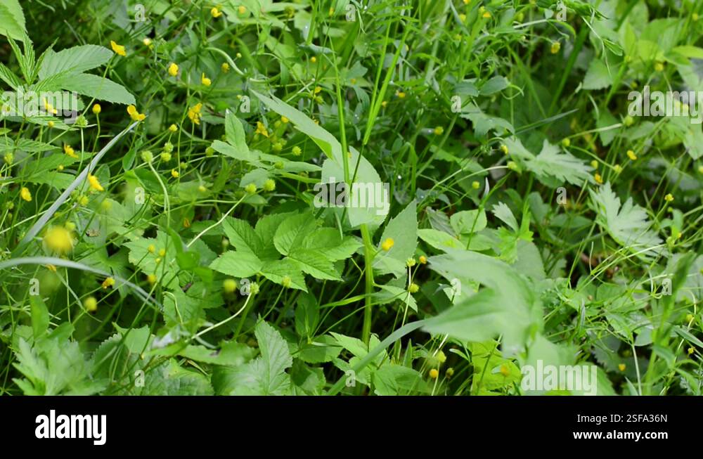 Juicy meadow grass and flowers in summer. Static camera, movement in ...