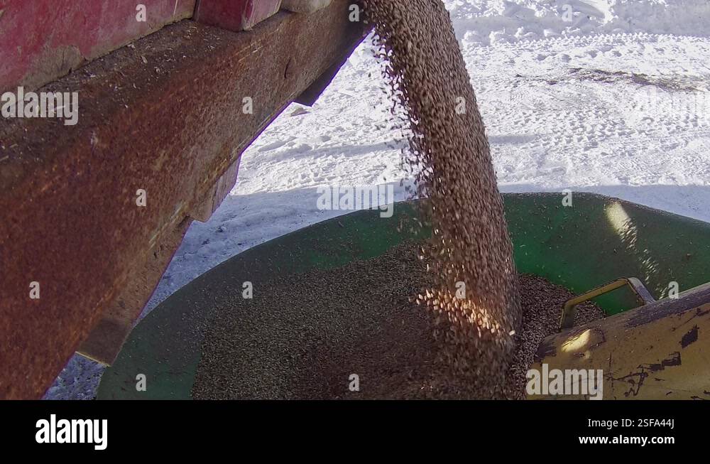 Side view of wheat feeding from a grain truck into an auger Stock Video ...