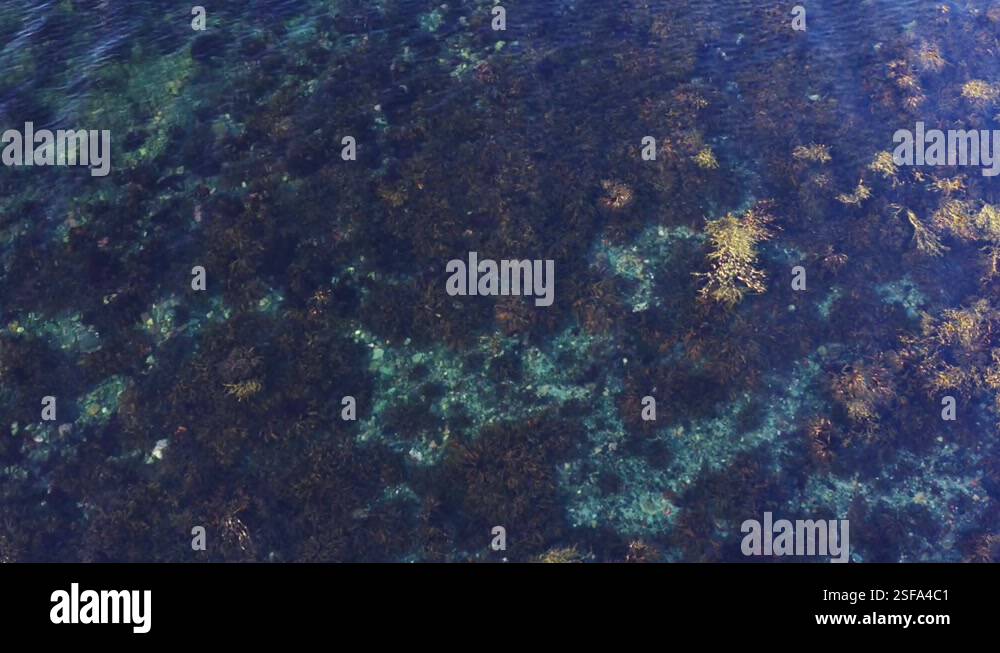 Seagrass And Coral Reefs Under Crystal Clear Water Of Sea. - static ...
