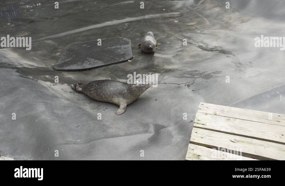 Young Seals flop around in empty pool at rescue center Stock Video ...
