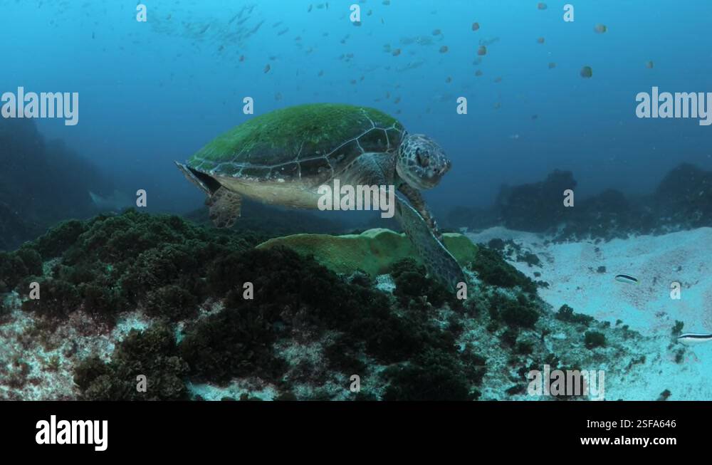 A endangered Green Sea Turtle bites its own flipper as a scuba diver ...