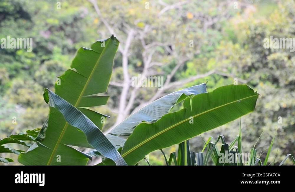 Palm fronds of a large banana tree waving heavily in the wind in front ...