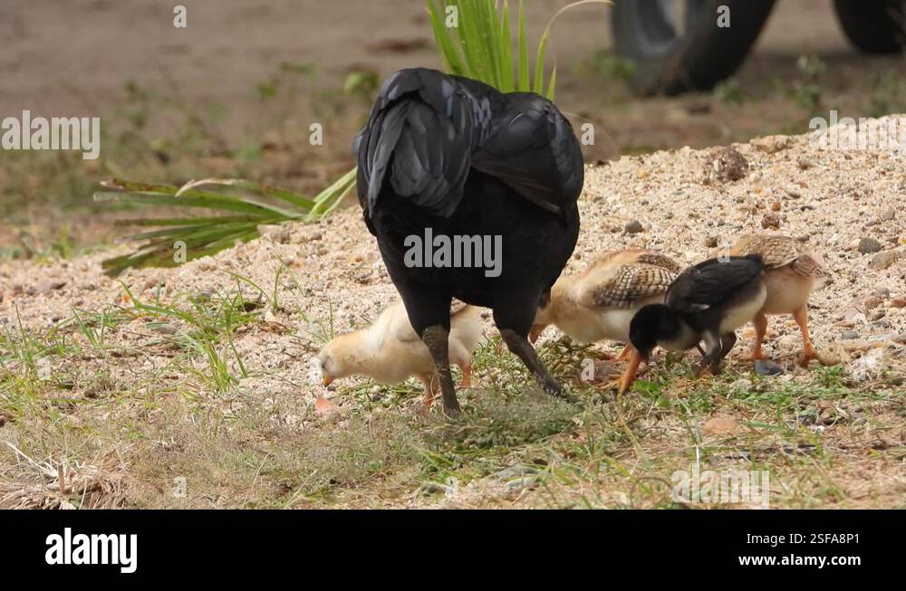 Hen and chicks finding food and hen giving food for her chicks moment ...