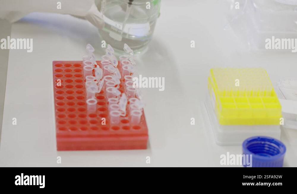 Scientist conducting experiment uses pipette to fill test tubes with ...