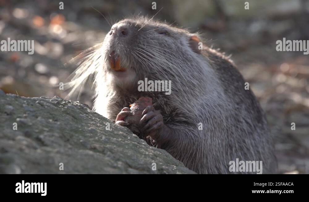 Nutria eats pieces of fresh carrots in natural environment or in ...