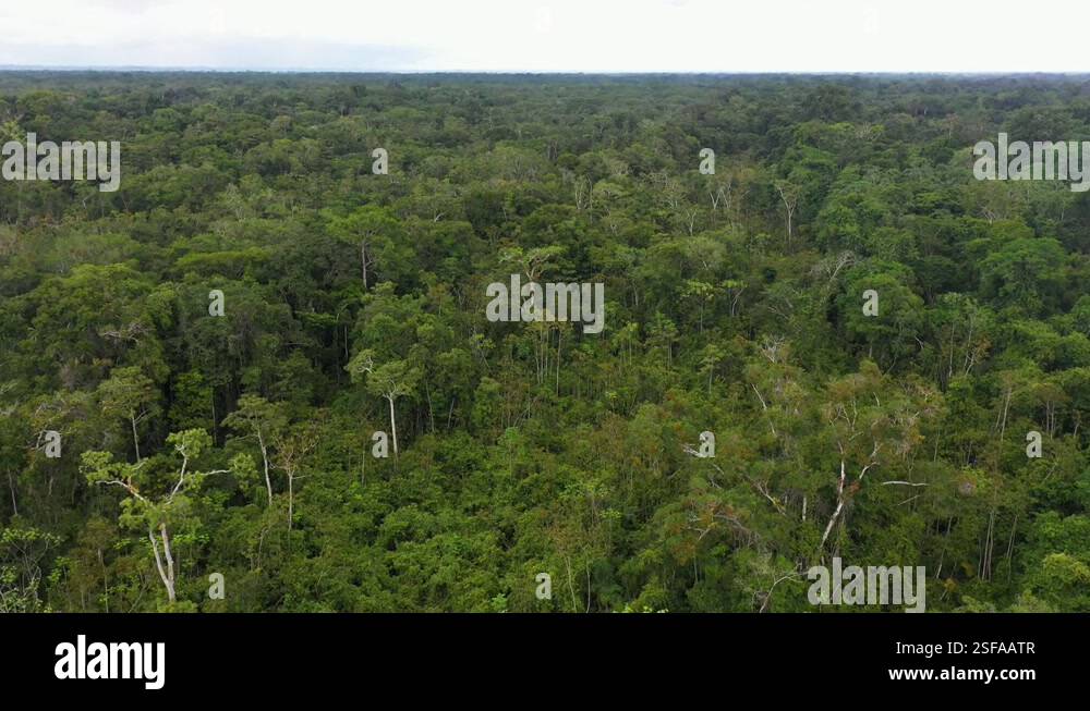 Amazon rainforest peru brazil green Stock Videos & Footage - HD and 4K ...