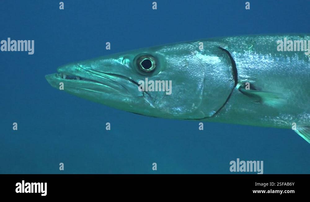 Single great Barracuda super close up in front of camera Stock Video ...
