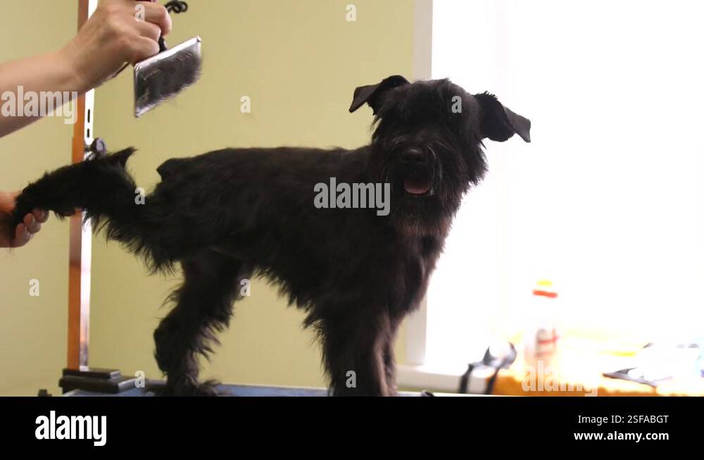Grooming a dog on table in the salon for animals. Caring for dogs in a ...